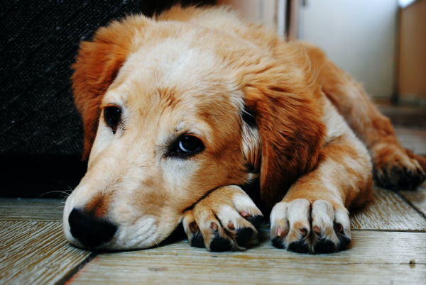 Silent Killers That Often Go Undetected in Dogs Until It's Too Late ...